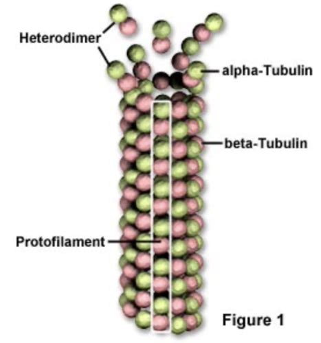 Histology Lecture 2 The Cell Flashcards Quizlet Histology Lecture 2 The Cell Flashcards Quizlet