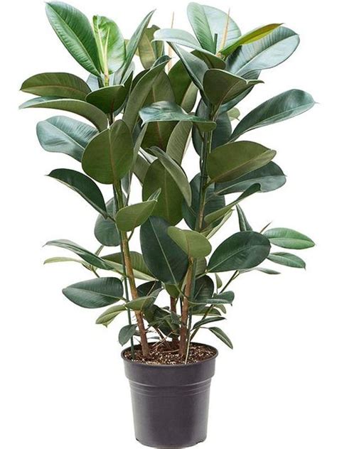 Ficus Elastica Robusta — Plant Wholesale Floraccess