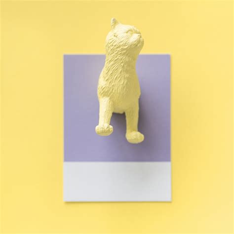 무료 이미지 추상 배경 카드 화려한 개념 창조적 인 절단 장식 고양이 같은 절반 즐거움 작은 미니