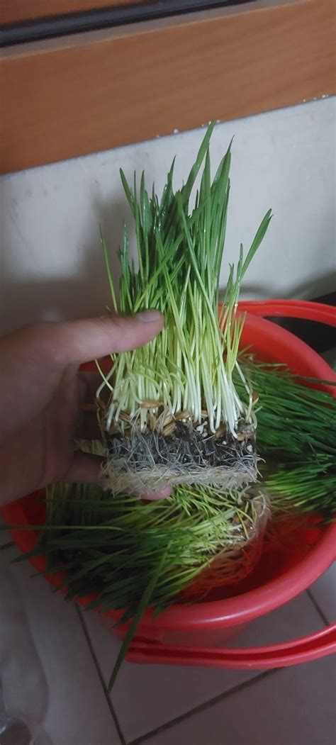 귀리키우기 지식in