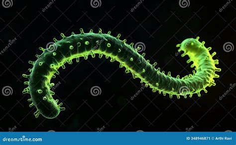 Microscopic Visualization Of Budding Yeast Cells And Pseudohyphae Formation A Gram Stain