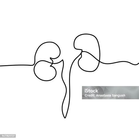 단일 한 선 그리기 신장 해부학 인간의 장기 그림입니다 의료 개념입니다 콩팥 내부 기관에 대한 스톡 벡터 아트 및 기타 이미지