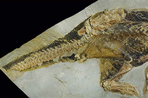 Dinosaur Fossil With Preserved Genital Orifice Hints How They Mated Paleontology World