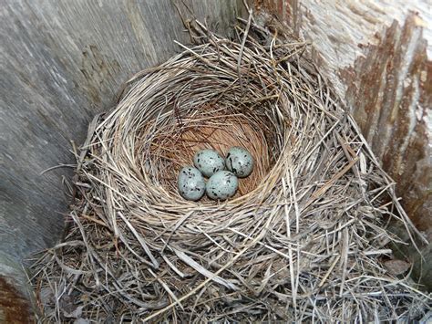 Grackle Egg
