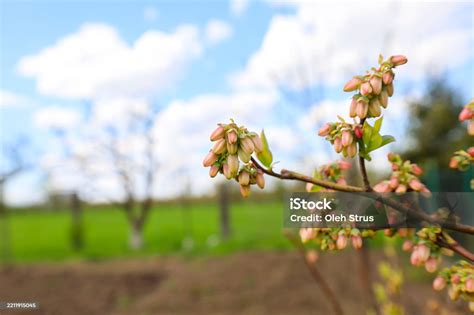 솜털 같은 흰 구름이 있는 푸른 하늘을 배경으로 나뭇가지에 분홍색과 흰색의 섬세한 종 모양의 꽃이 피어납니다 작은 녹색 잎이 수많은 새싹 옆에 나타나기 시작했습니다 0명에