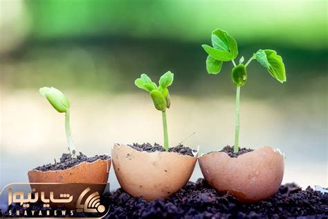 کاشت و برداشت خانگی؛ اگه میدونستی پوست تخم مرغ چقدر برای کشاورزی خوبه