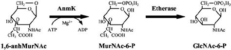 Conversion Of 16 Anhydro N Acetylmuramic Acid To N Download