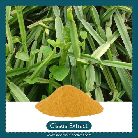 Cissus Quadrangularis Extract Sa Herbal Bioactives