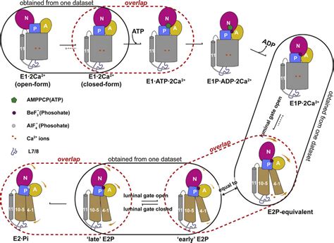 Conformational Overlap At Transition Steps During The Serca Catalytic Download Scientific