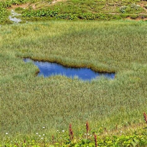 ჩემი სამშობლო საქართველოა