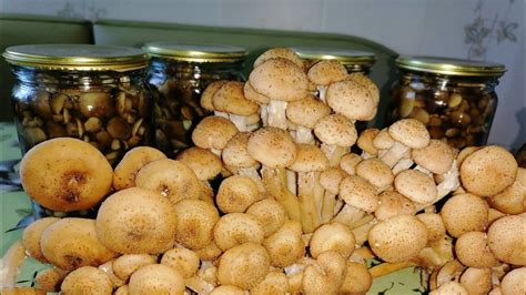 Грибы опята Мариновать опята Засолить опята Как замариновать засолить опята на зиму Youtube