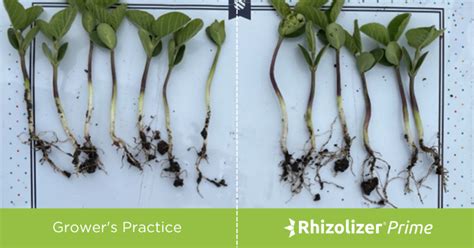 Its Not Too Late To Inoculate Ensure Double Crop Success With A Soybean Inoculant