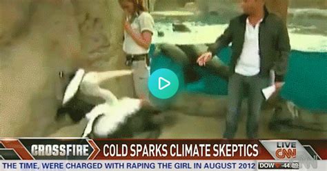 If Pelican Attacks Present Your Ass And Let It Have Its Way Bad Survival Book  On Imgur