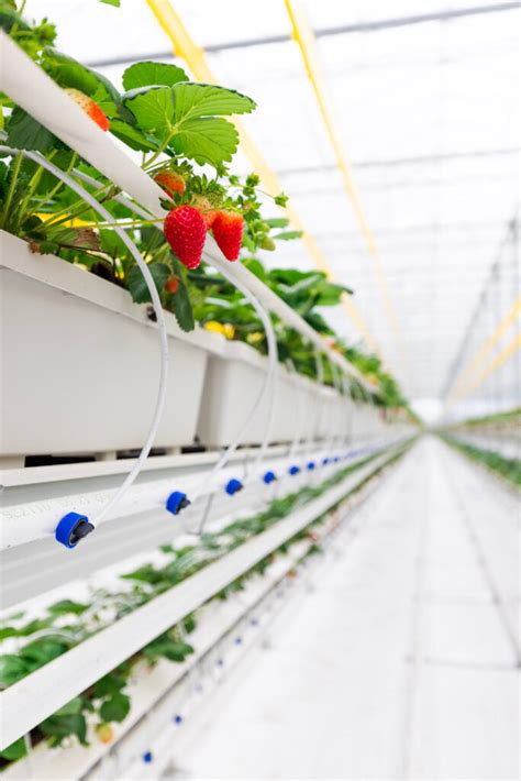 Reliable And Efficient Irrigation Solutions Root Irrigation