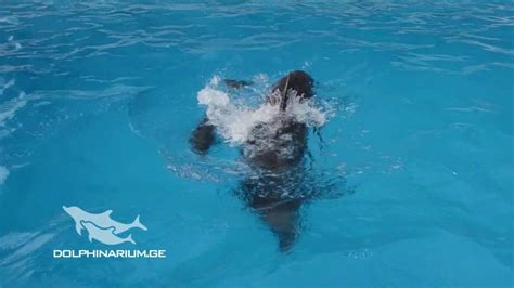 პატარა დელფინი Youtube
