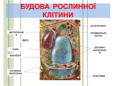 Тваринні клітини