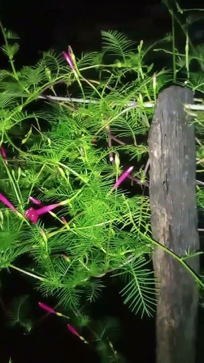 গেইট ফুল Youtube