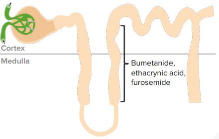 Everything About Loop Diuretics Lecturio Online Medical Library