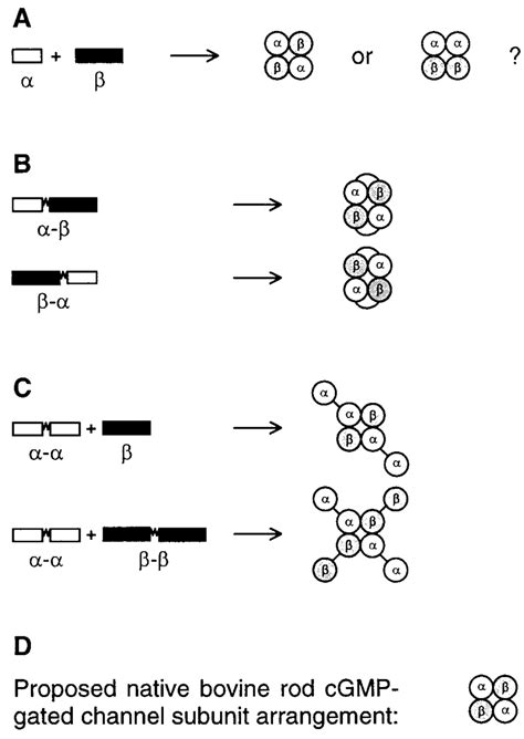 Possible Subunit Arrangements A The Two Arrangements From Download Scientific Diagram