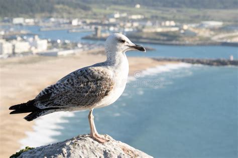 A Young Seagull Perches On A Cliffside Rock Overlooking A Coastal City