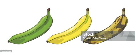 바나나 3개 세트 잘 익지 않은 잘 익은 버릇없는 바나나 만화 스타일의 열대 과일 흰색 배경에 격리된 스톡 벡터 그림입니다 3가지 개체에 대한 스톡 벡터 아트 및 기타