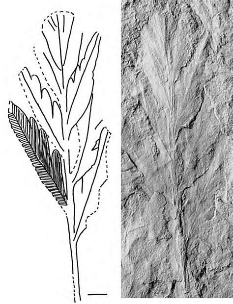 Kom Lop Teris In Dica Feist Man Tel Bar Backa Emend Rees Et Cleal