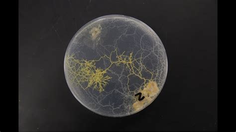 Physarum Plasmodium