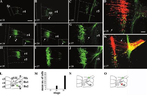 Retrograde Labeling Of Motor Neurons In R4 And R5 Over A Series Of Download Scientific Diagram