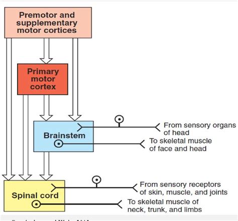 Neurophysiology 3 Diagram Motor Cortex Diagram Quizlet