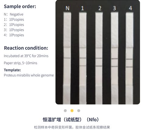 Primer Design For Rpa