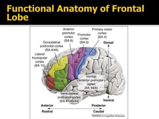 Frontal Lobe Diagram