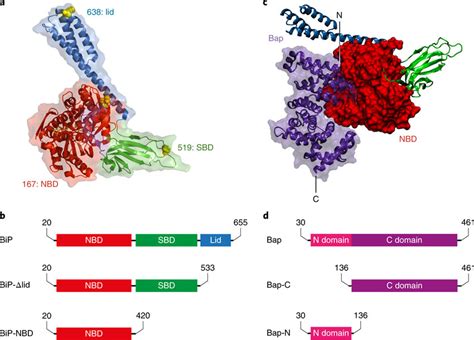 Structures Of Bip And Bap A The Domain Architecture Of Bip Is Shown