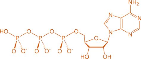Atp Molecule