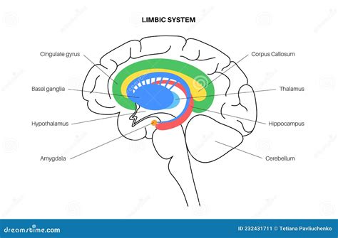 Brain Limbic System Vector Illustration 231958846