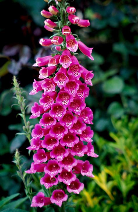 How To Plant And Grow Foxglove