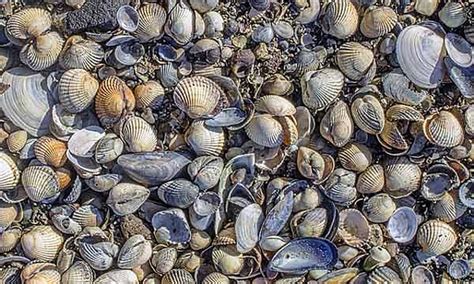 Shellfish Ban Still Up In Bais Bay Two Siaton Bays Red Tide Free