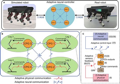 Frontiers Robust And Reusable Self Organized Locomotion Of Legged