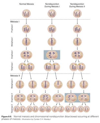Genes And Chromosomes Flashcards Quizlet