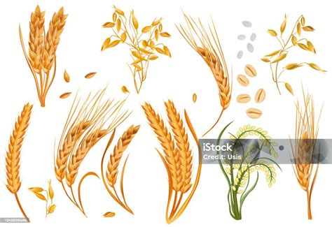 현실적인 시리얼 보리 귀 밀 귀리 흰색 배경에 상승 유기농 제품 농업 3d 벡터 그림입니다 귀리에 대한 스톡 벡터 아트 및 기타 이미지 Istock