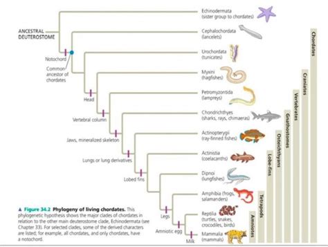 Biology Phylogeny Final Exam Flashcards Quizlet