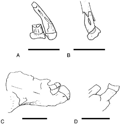 Premaxillary And Dentary Teeth Of †stemmatodus Rhombus A Incisiform