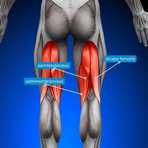 Hamstring Injury Treatment Guide For Athletes