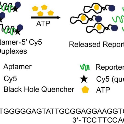 Reversible Atp Aptamer Probe And Its Regeneration A A 14 Adenosine Download Scientific Diagram