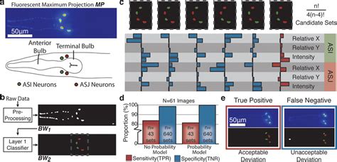Second Layer Classifier For Cell Pattern Recognition And Download Scientific Diagram