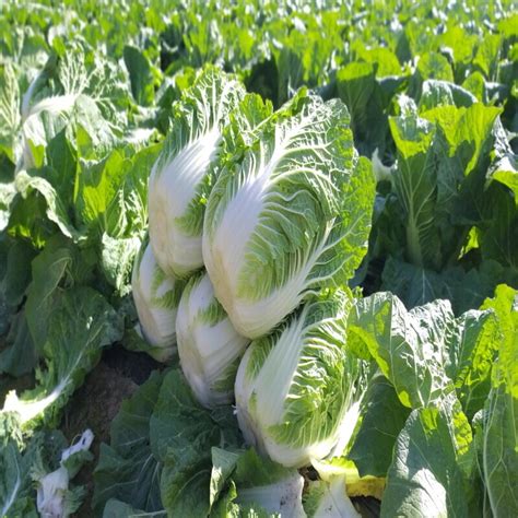 강원도 고랭지 절임배추 20kg 영월절임배추 가람섶다리농원