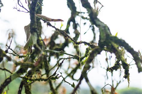야자수 잎이 있는 아름다운 열대 식물 정원 녹색 야생 정글의 무성한 단풍 벽지를 위한 열대 우림 배경 개념 자연의 아름다움 0명에 대한 스톡 사진 및 기타 이미지 Istock