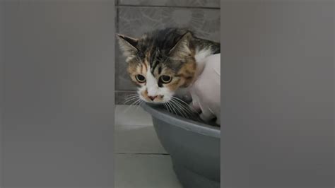 고양이 목욕하는 날 Youtube