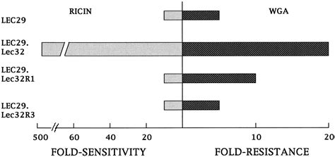 Lec32 Is A New Mutation In Chinese Hamster Ovary Cells That Essentially