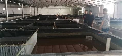 重慶銅梁小林鎮扶貧產業接二連三澳洲龍蝦蹦進城 每日頭條