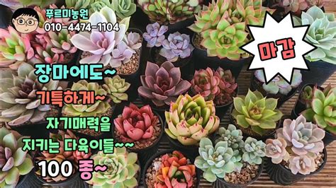 23720🩷장마에도 기특한 예쁜다육~다육판매다육식물식물키우기korean Succulent Plants 多肉植物 대전다육충북다육청주다육장마비피해무름병